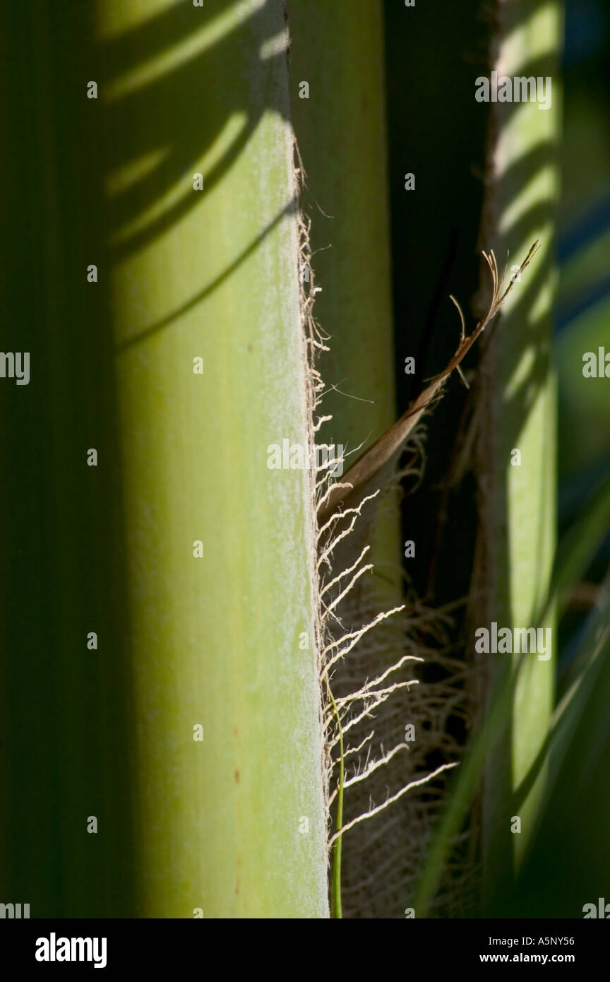 Close up of Palm Trees Stock Photo - Alamy