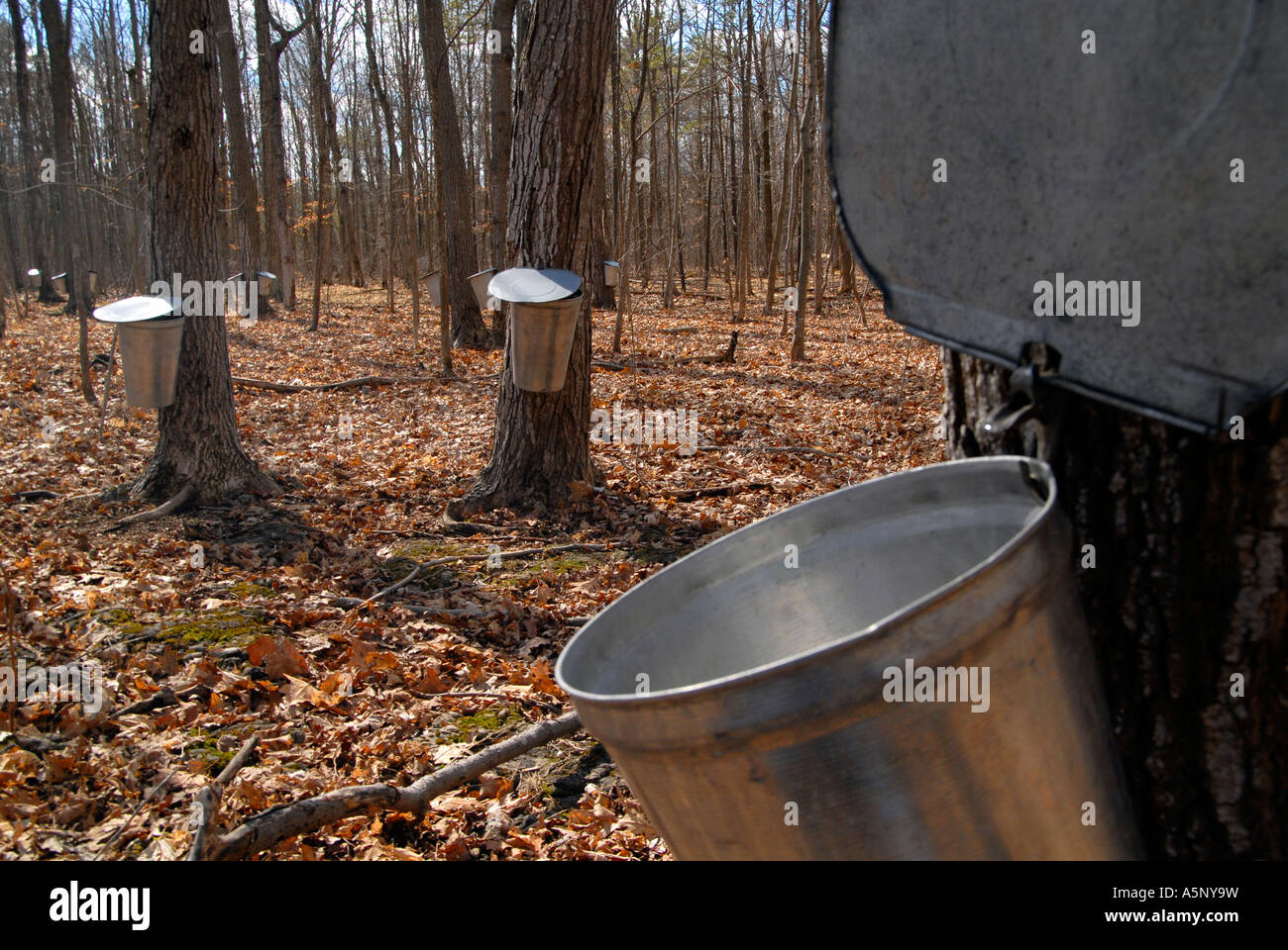 Maple syrup production as a tourist attraction Stock Photo - Alamy