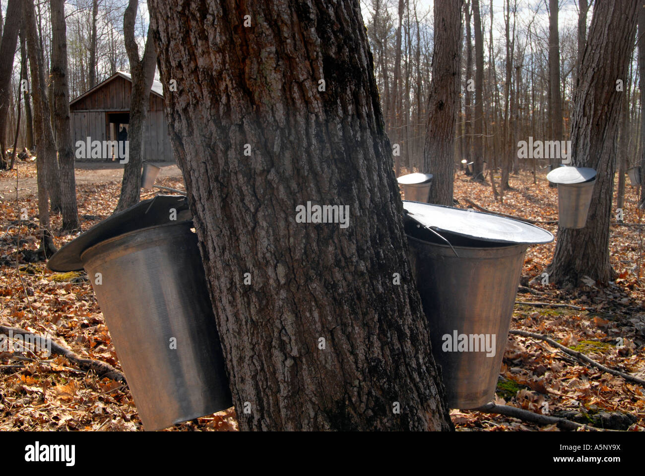 Maple syrup production as a tourist attraction Stock Photo - Alamy