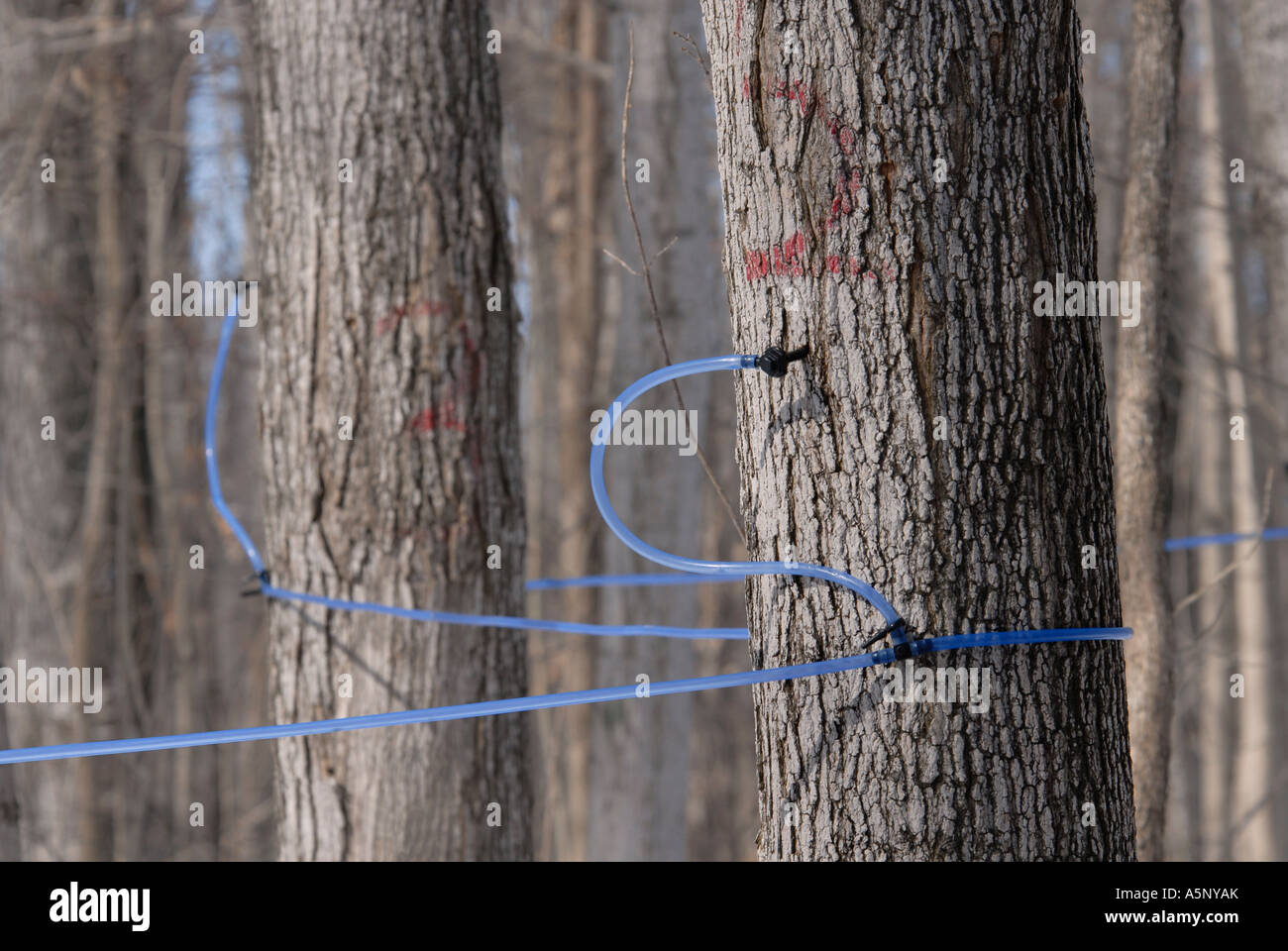 Maple syrup production Stock Photo - Alamy