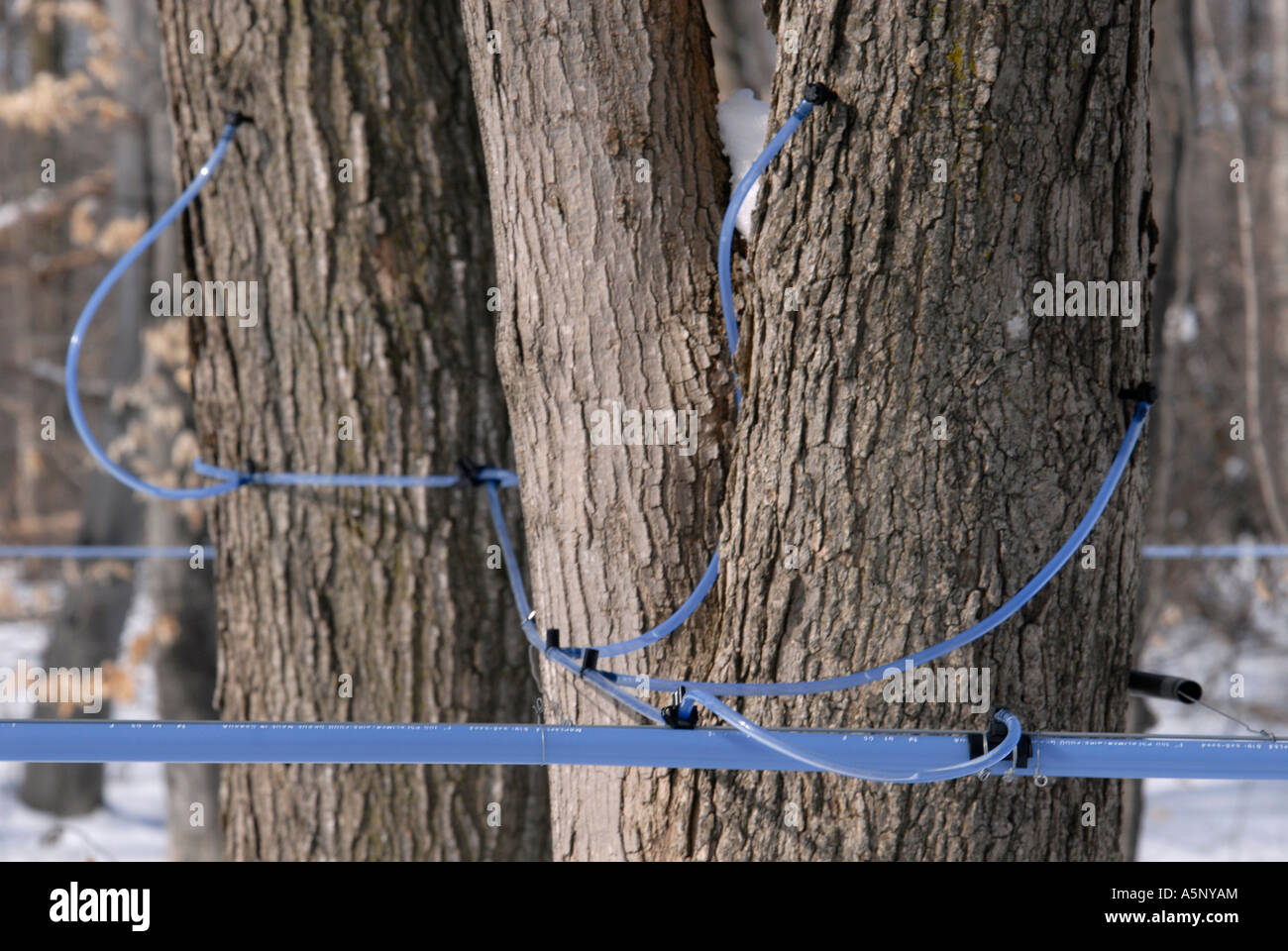 Maple syrup process hi-res stock photography and images - Alamy
