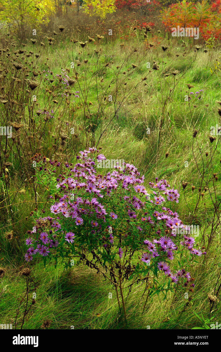 Medow flower hi-res stock photography and images - Alamy