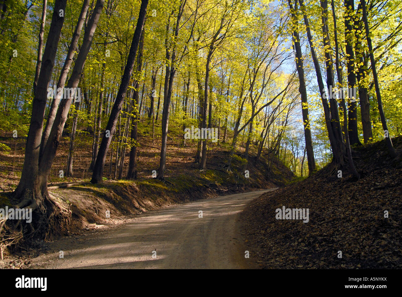 Country road with spring foliage Stock Photo - Alamy