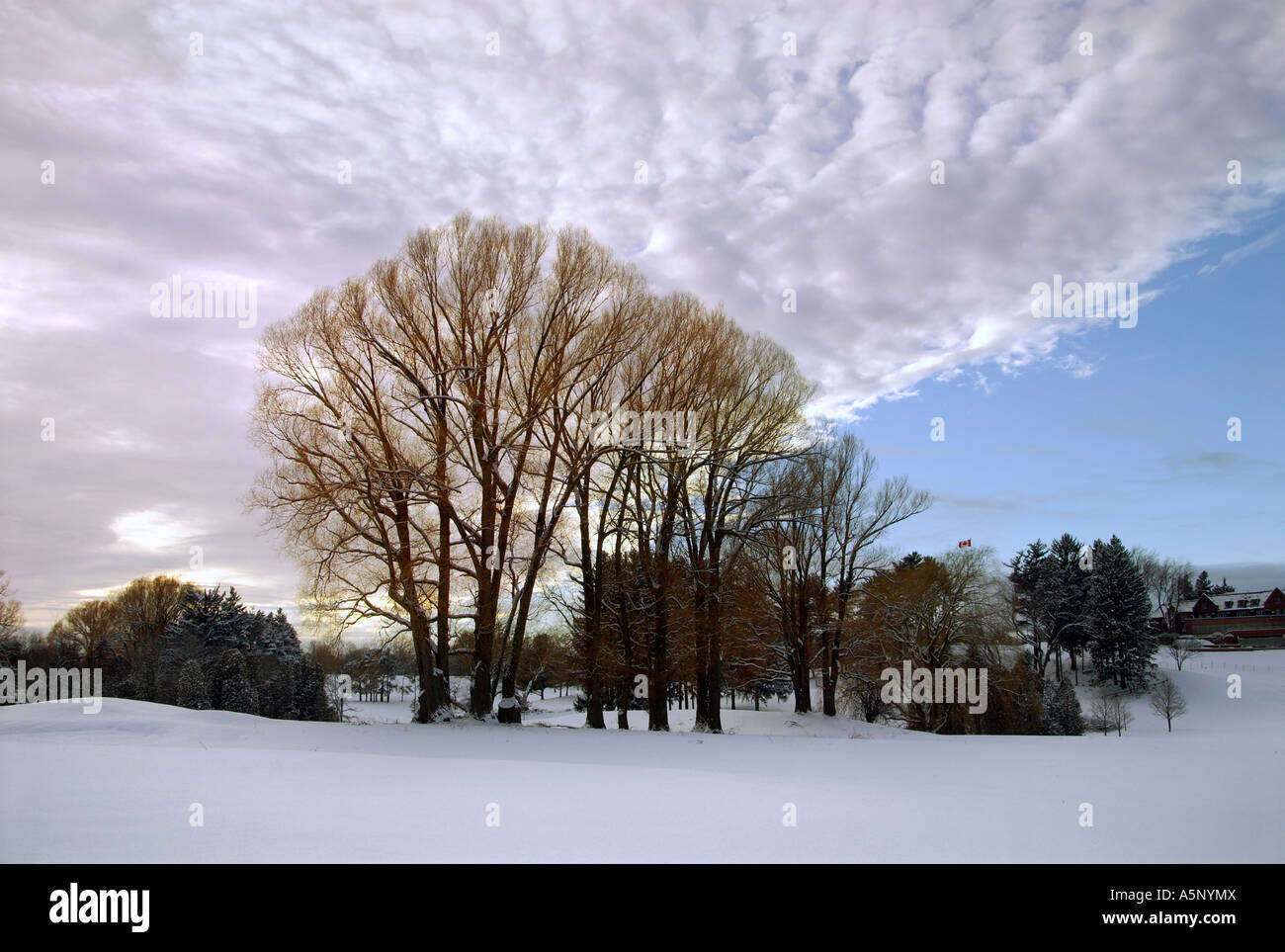 Winter evening nature scene Stock Photo - Alamy