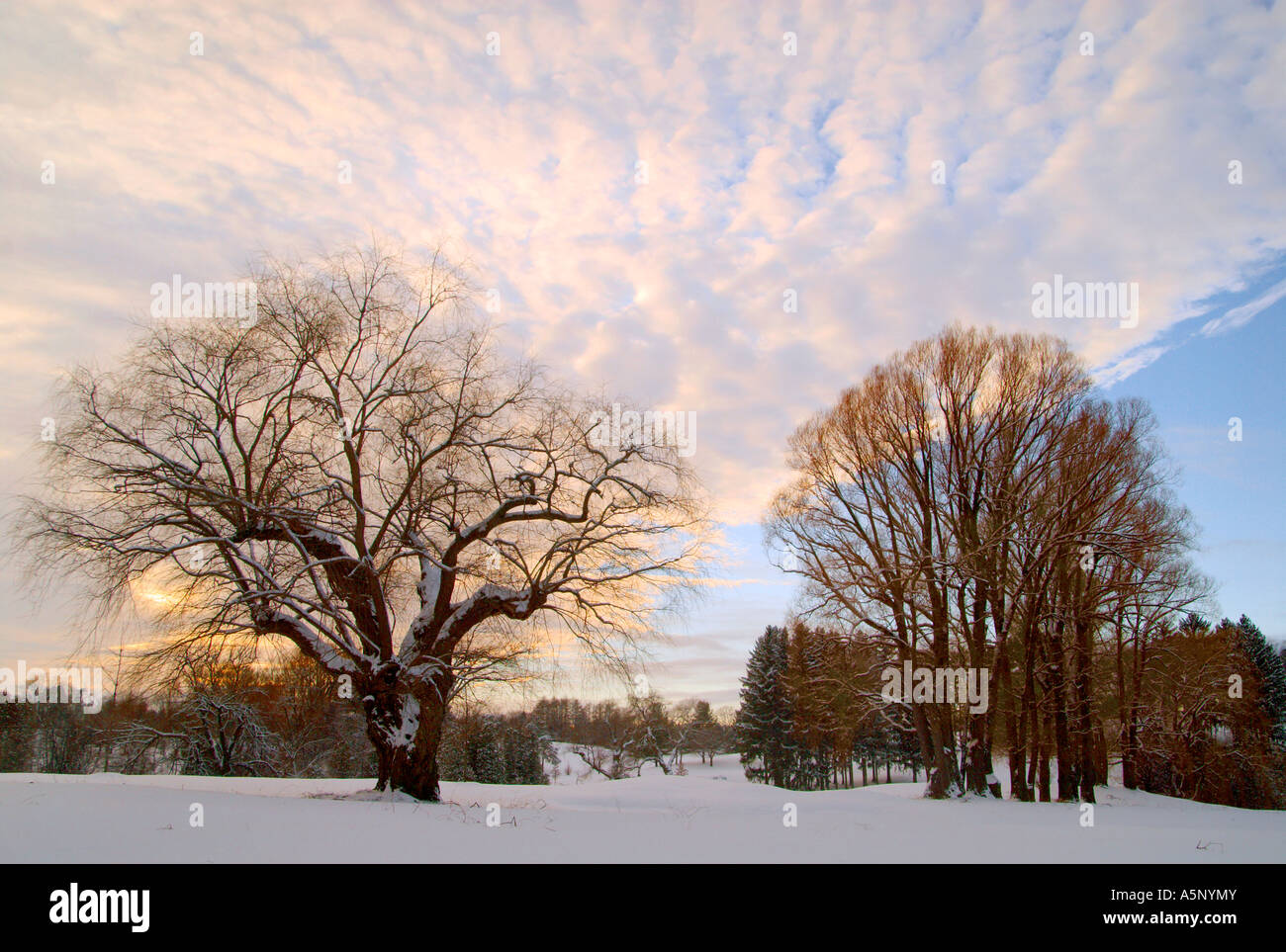 Winter evening nature scene Stock Photo - Alamy