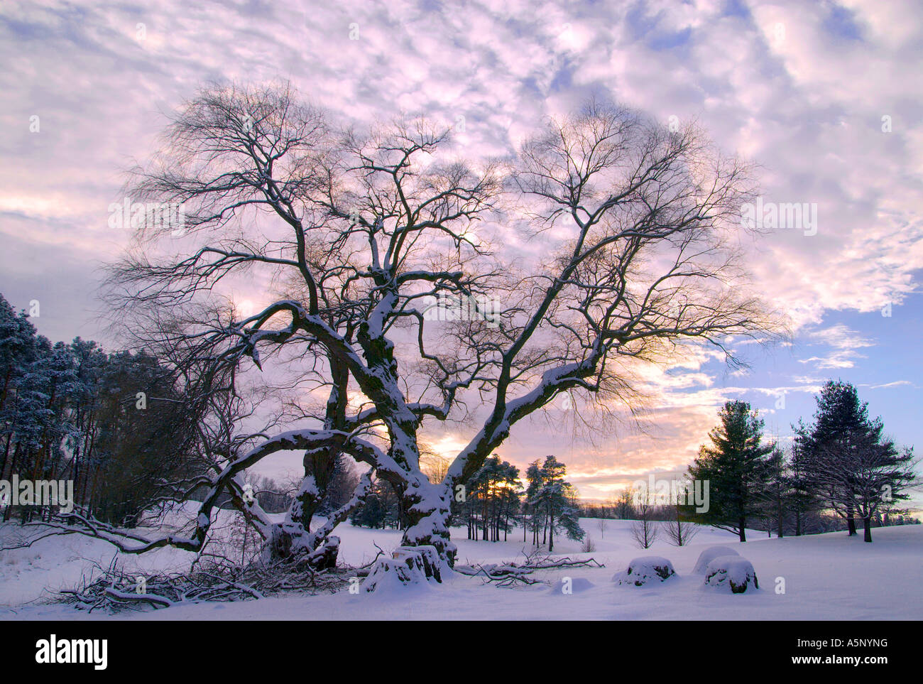 Winter evening nature scene Stock Photo - Alamy