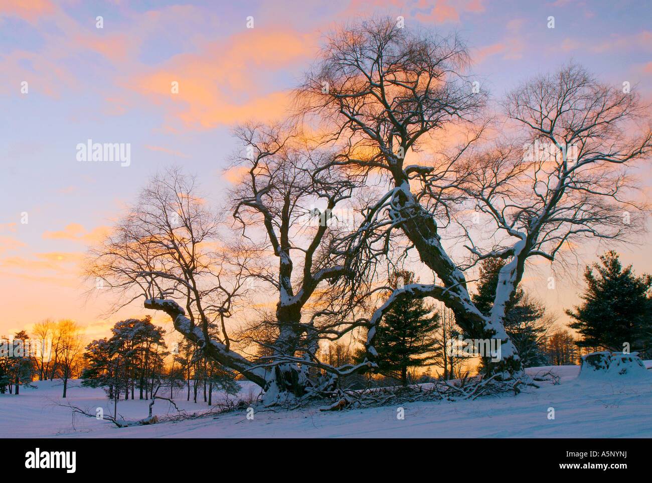 Evening winter nature scene Stock Photo - Alamy