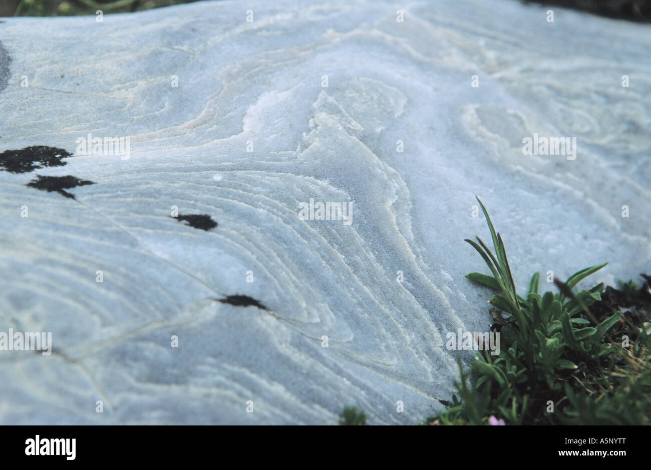 Laminae hi-res stock photography and images - Alamy