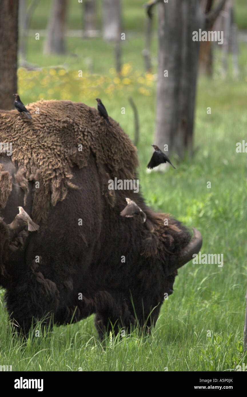 Bison with birds, Yellowstone Stock Photo - Alamy