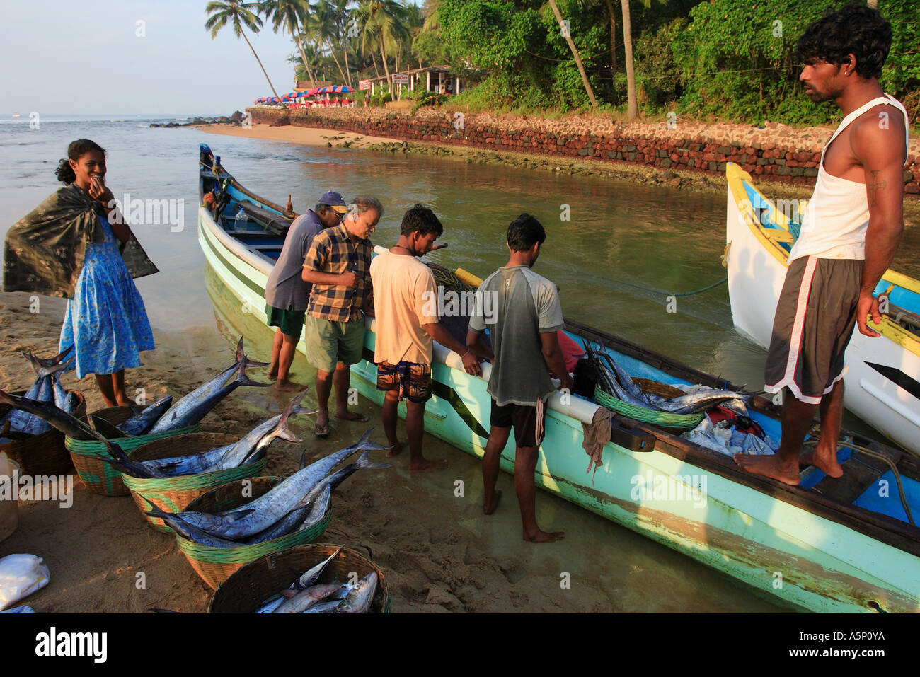 Local commercial fishermen landing their catch on Baga beach Goa India ...