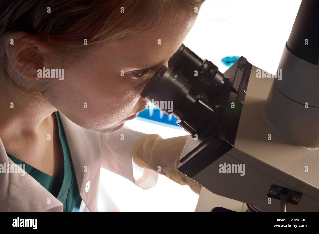 Molecular biologist researcher looks into her microscope during ...