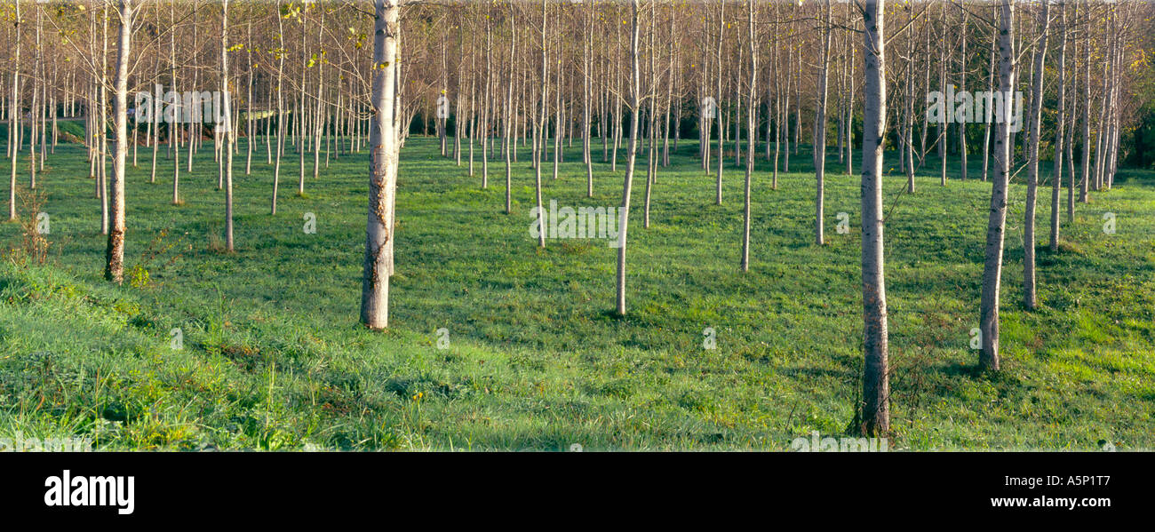 Poplar trees and france hi-res stock photography and images - Alamy