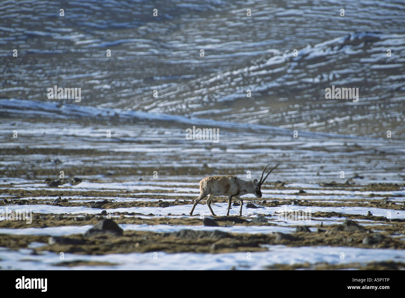 Chiru Pantholops hodgsonii an endangered Tibetan antelope Chang tang ...