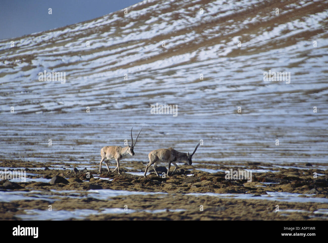 Chiru Pantholops hodgsonii an endangered Tibetan antelope Chang tang ...