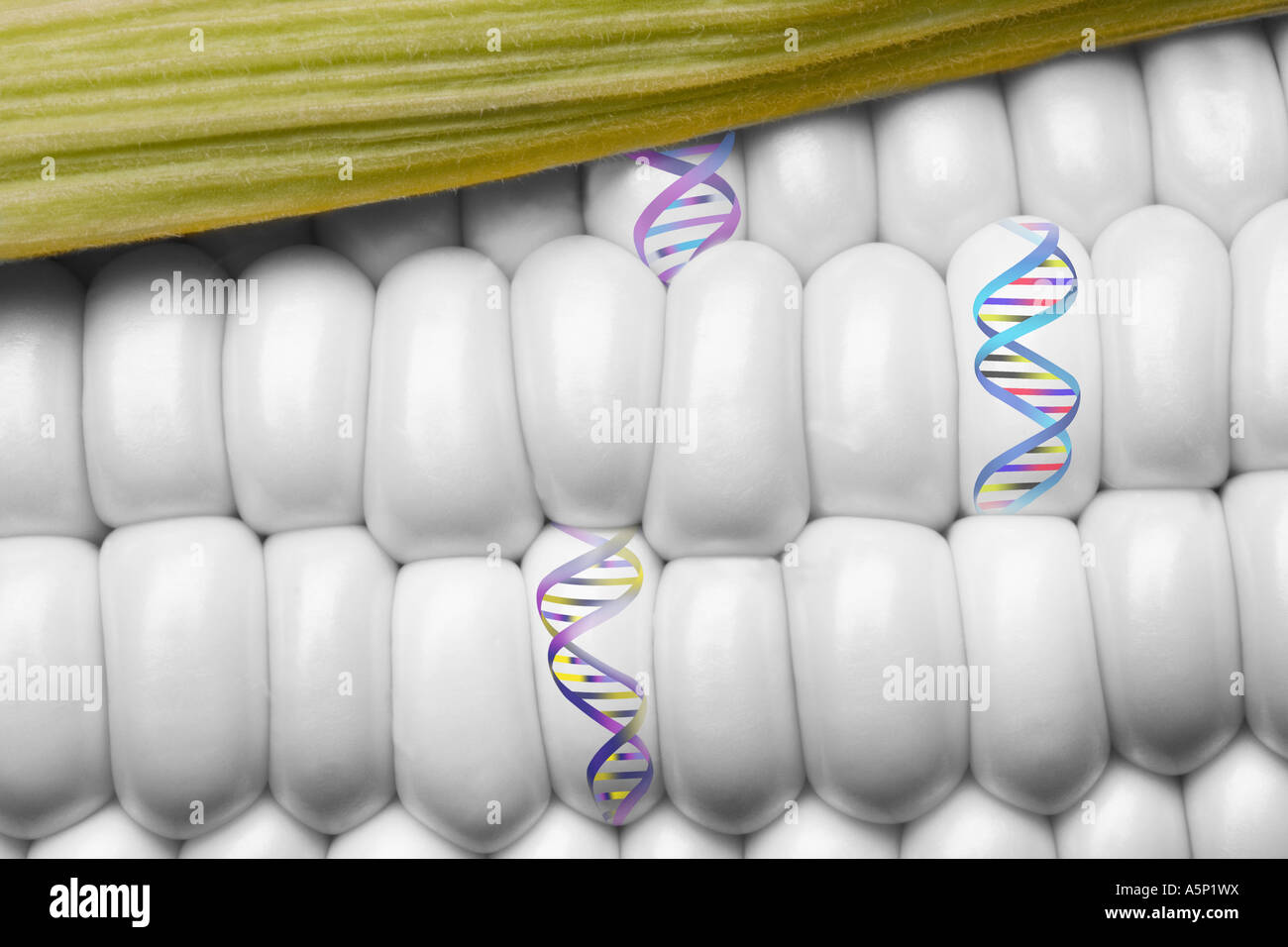 Yellow & white Corn with DNA strands Stock Photo - Alamy