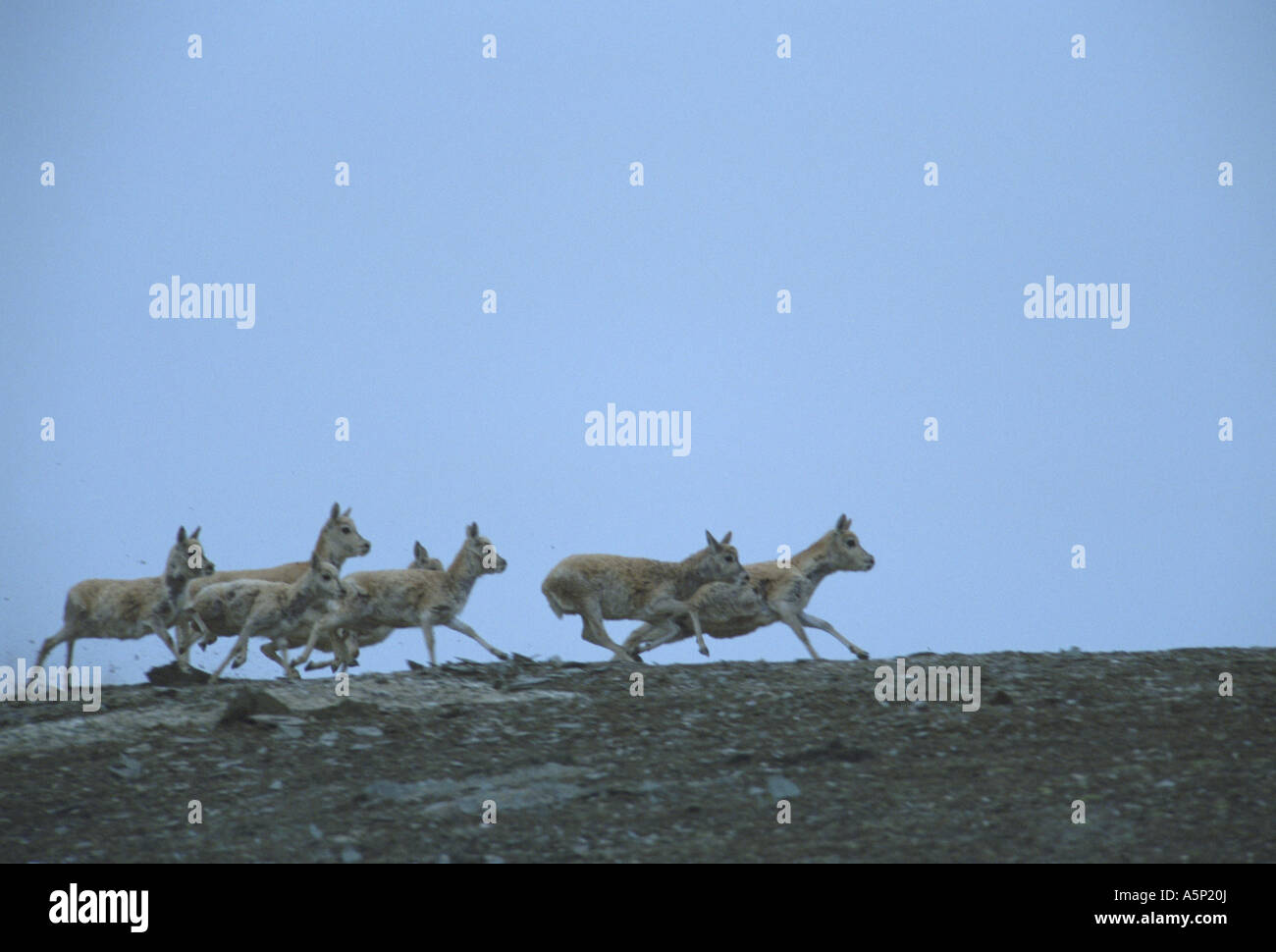 Chiru Pantholops hodgsonii an endangered Tibetan antelope Chang tang ...