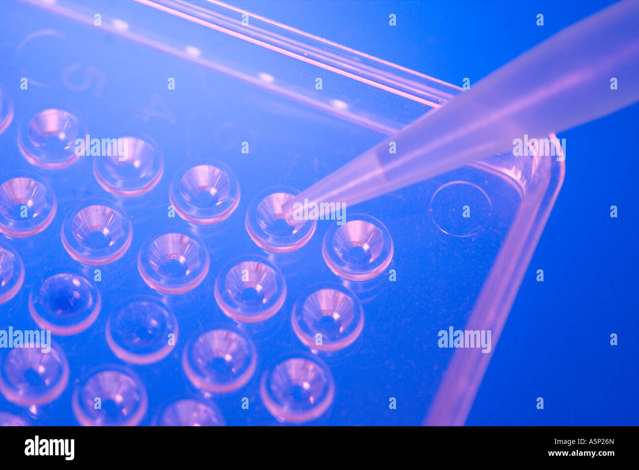 Pipette drops small amounts of liquid into Microtiter plate Stock Photo ...