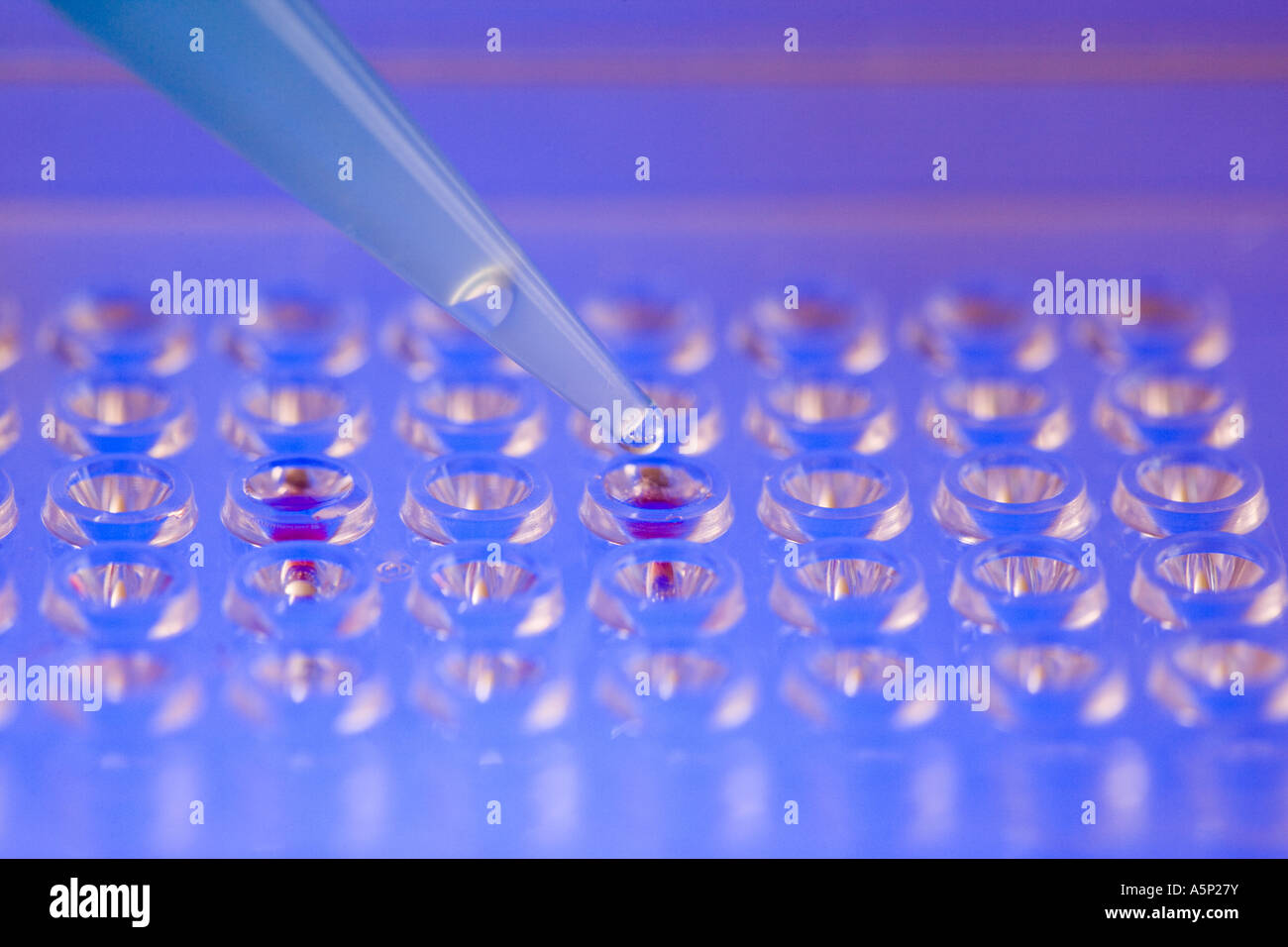 Micropipette dropping samples into a micro tray Stock Photo - Alamy