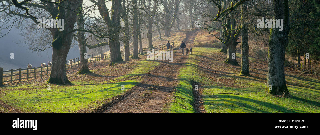 Tree avenue Edgeworth Cotswolds England Stock Photo - Alamy