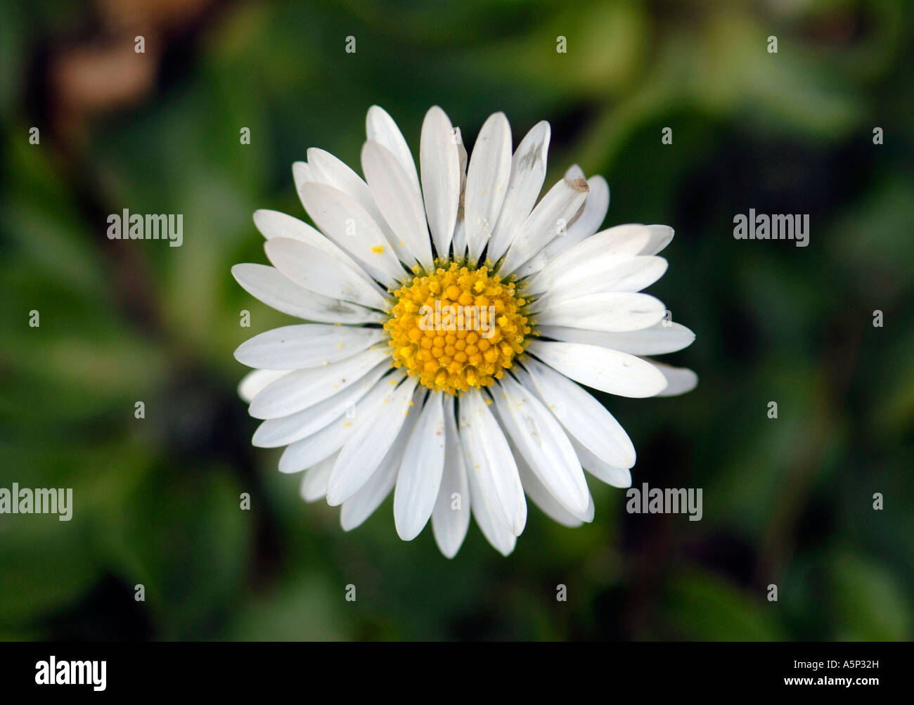 Bellis perennis common daisy Stock Photo - Alamy