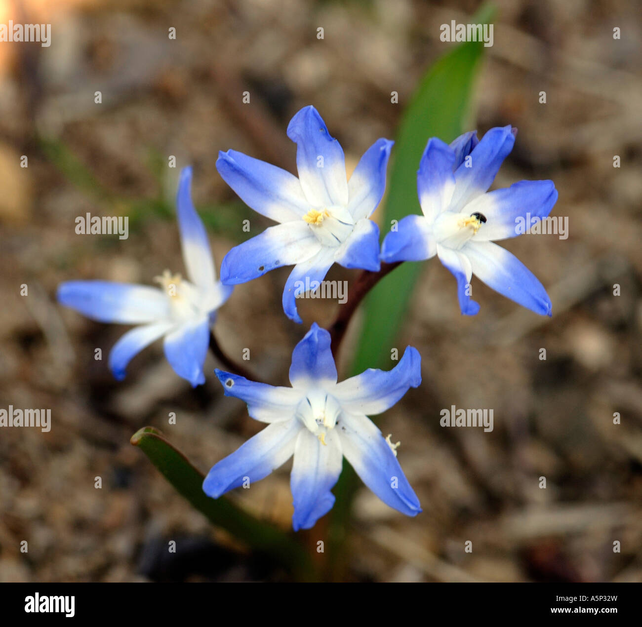 Chionodoxa forbesii Blue Giant Flowers Stock Photo - Alamy