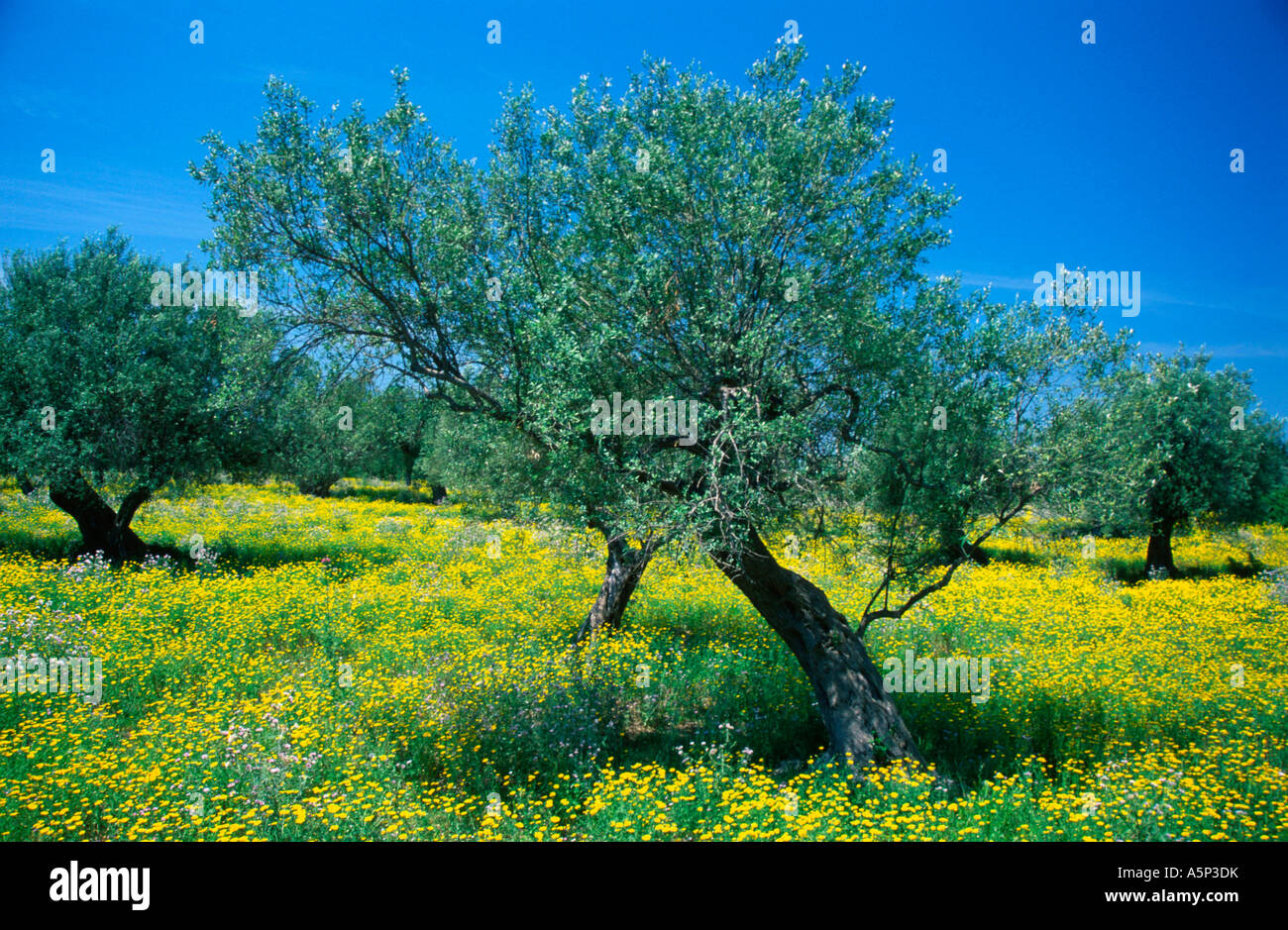 Olive Tree Stock Photo - Alamy
