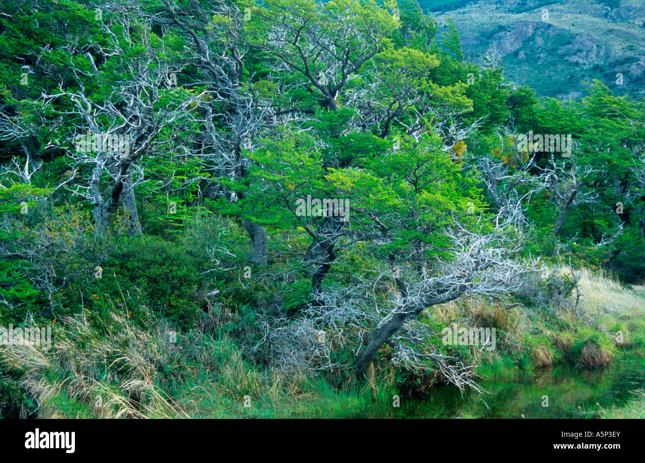 Southern beech nothofagus antarctica hi-res stock photography and ...