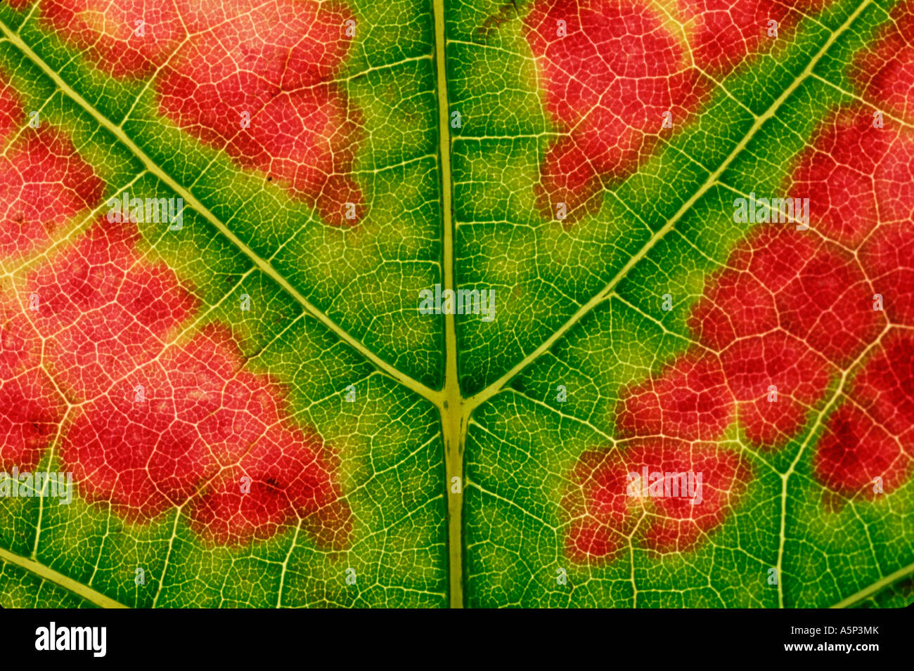 Vine leaf Stock Photo - Alamy