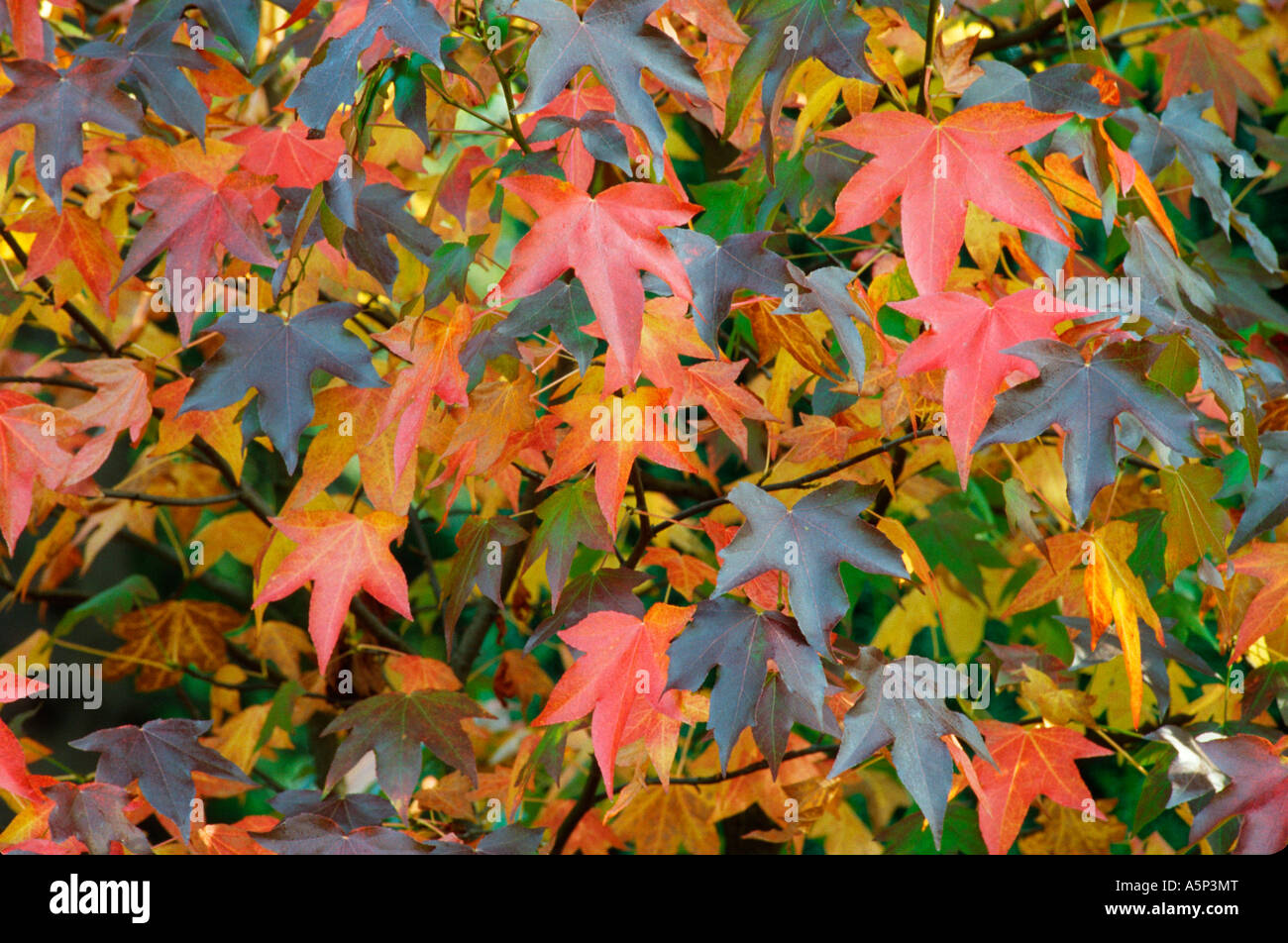 Sweet Gum Tree Stock Photo - Alamy
