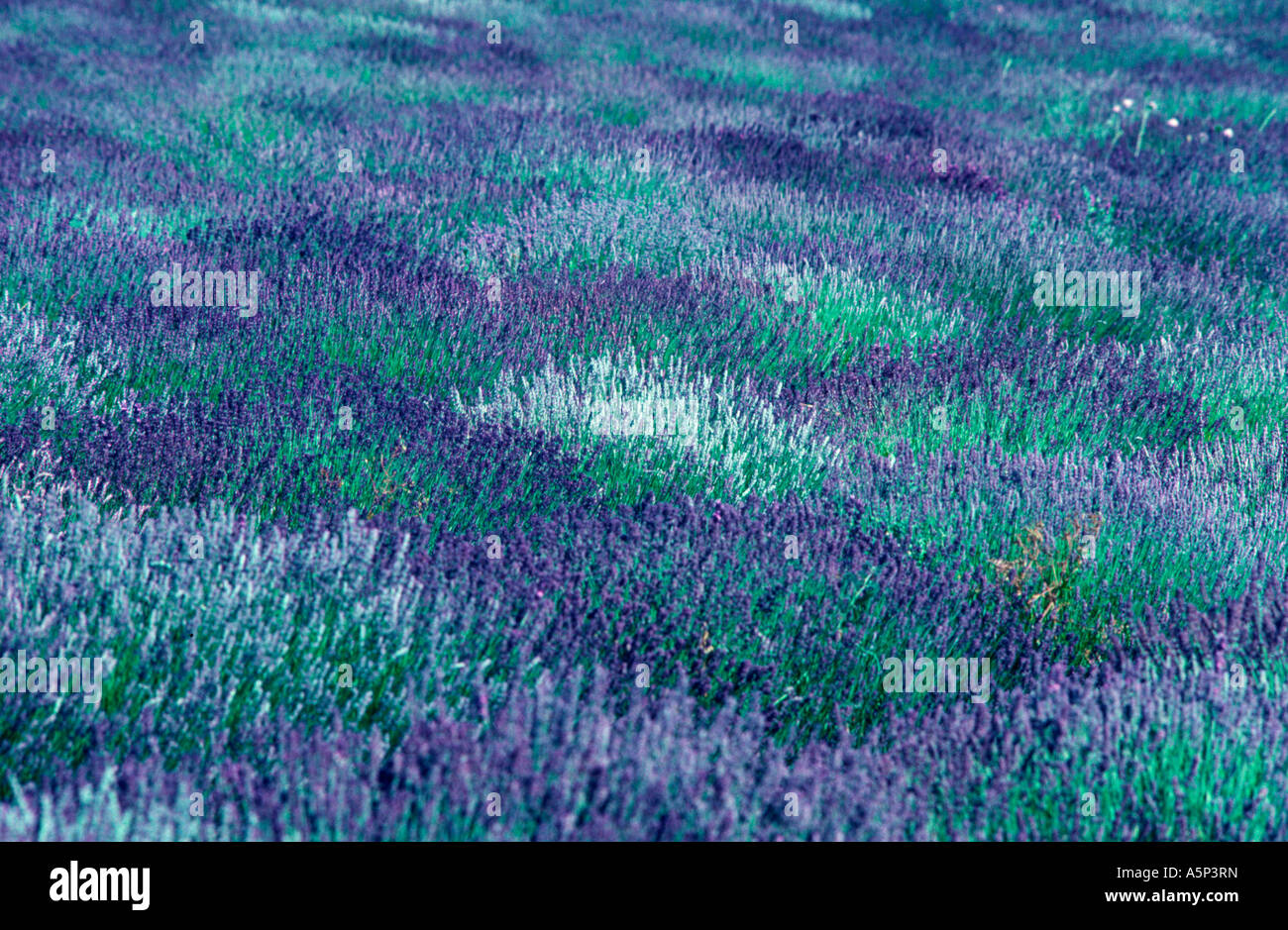 Lavender field Stock Photo - Alamy