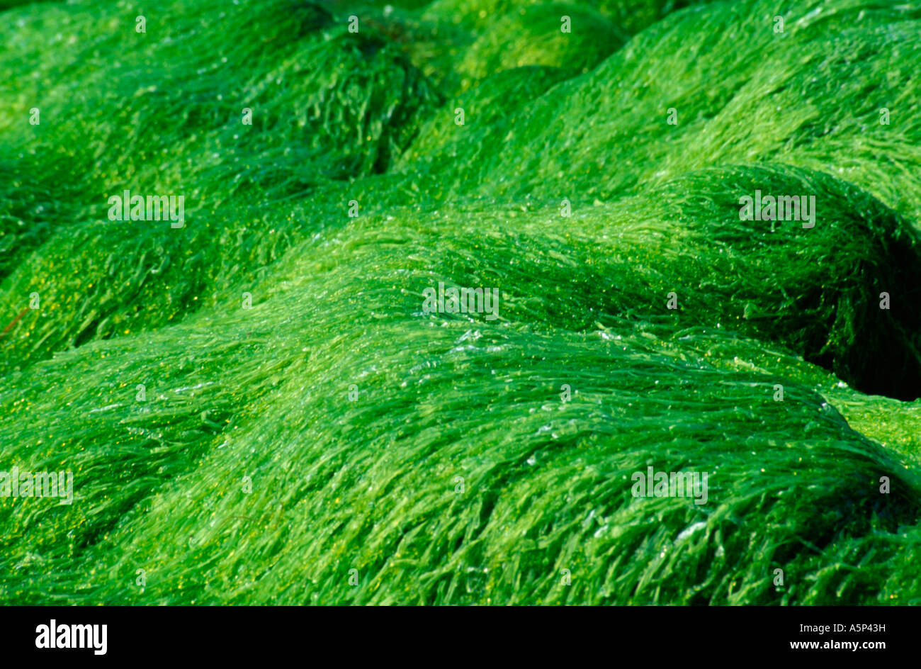 Thread algae Stock Photo - Alamy