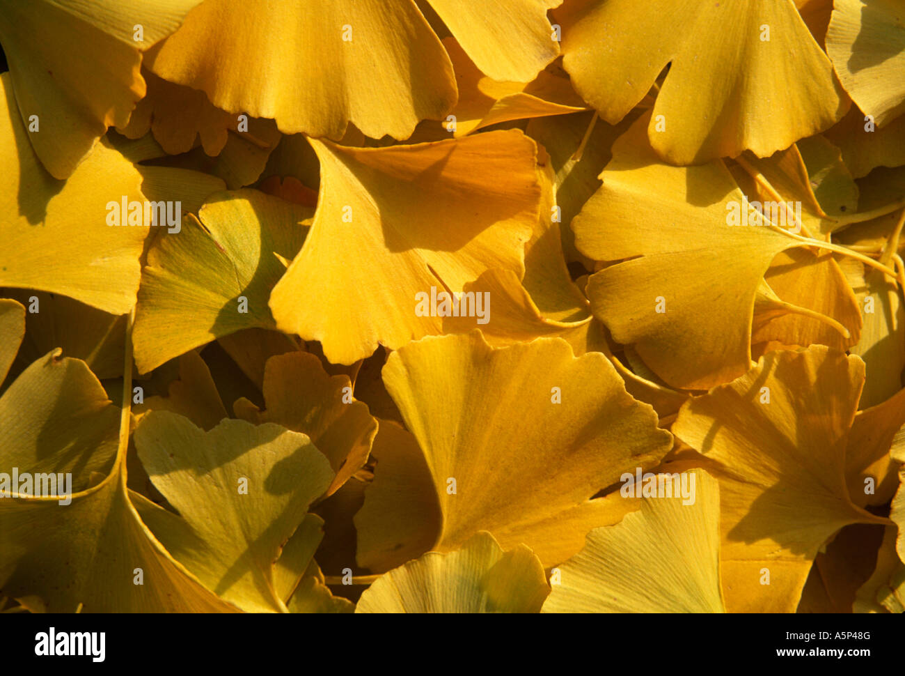 Maidenhair Tree Stock Photo - Alamy