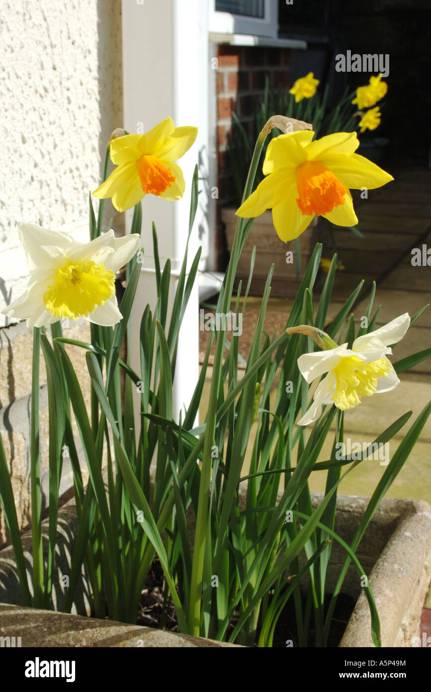Spring daffodils flutter and dance in the spring breeze Stock Photo - Alamy