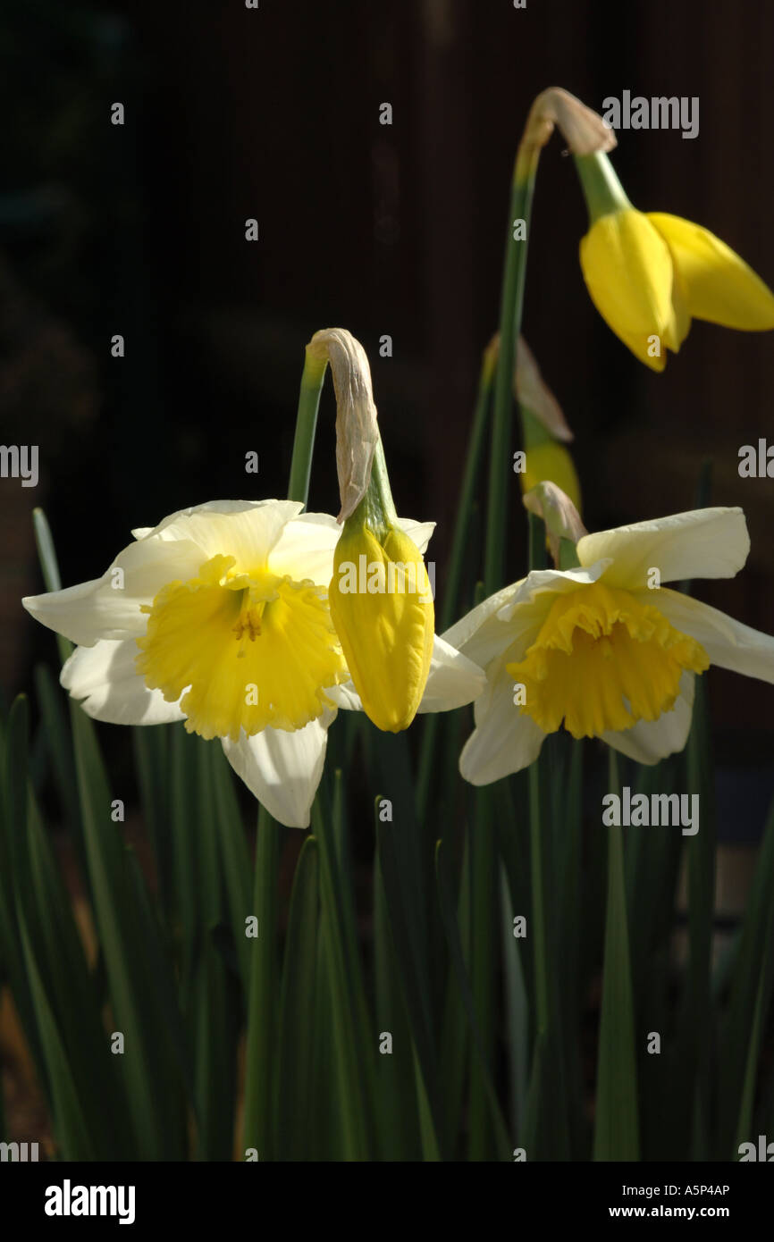 Spring daffodils flutter and dance in the spring breeze Stock Photo - Alamy
