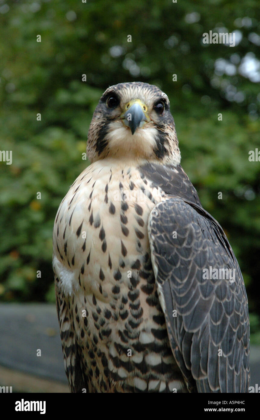 A hawk being trained Stock Photo - Alamy