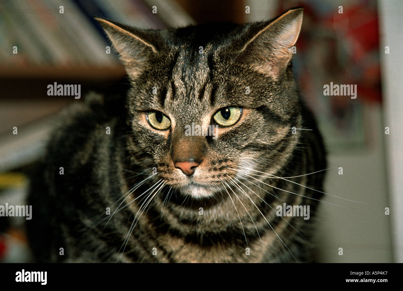 Master cat hi-res stock photography and images - Alamy