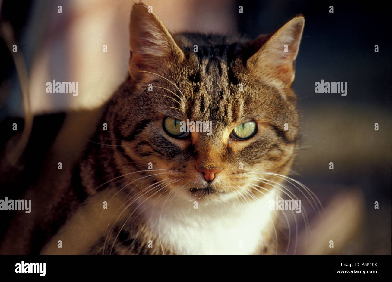 An apprehensive cat looks at the photographer from behind some foliage ...