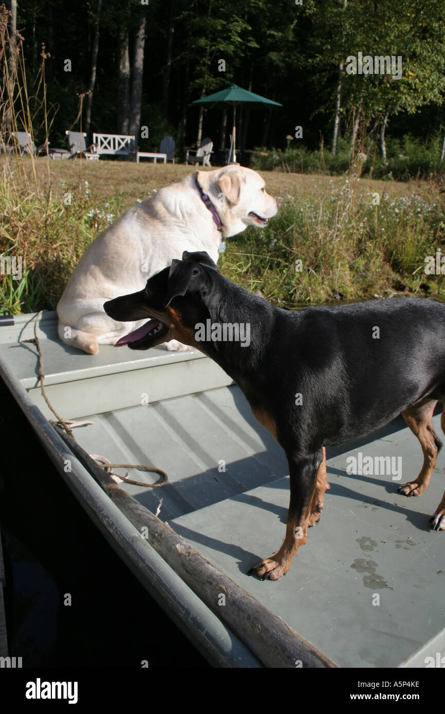 Min Pin Black Lab Mix