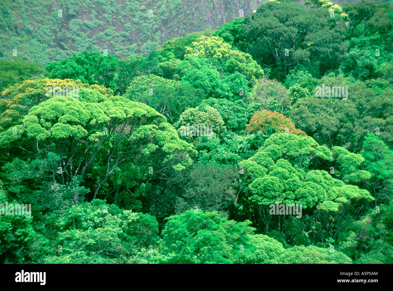 Atlantic Forest Tijuca National Park largest urban forest in the world ...