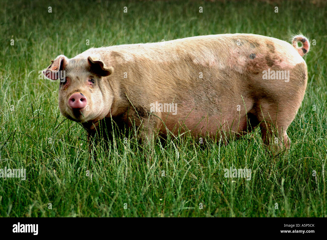 British pig in farmers field England UK Stock Photo - Alamy