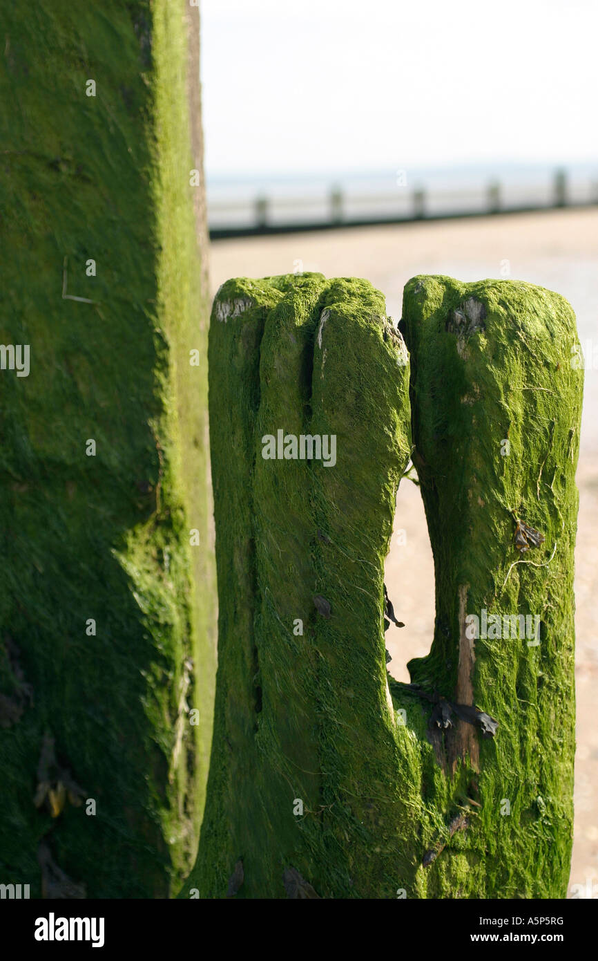 Shellness hi-res stock photography and images - Alamy