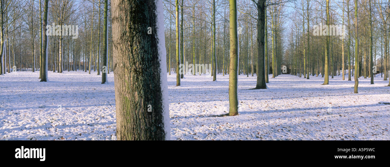 Poplar plantation Willen Milton Keynes England Stock Photo - Alamy