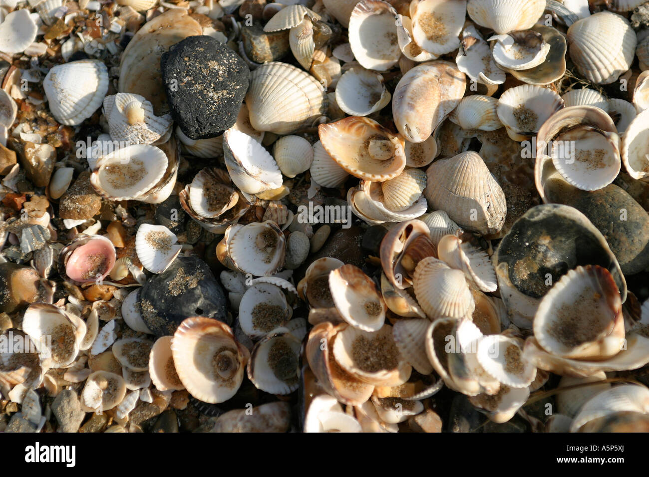Shells on Shellness beach, Isle of Sheppey, England Stock Photo - Alamy
