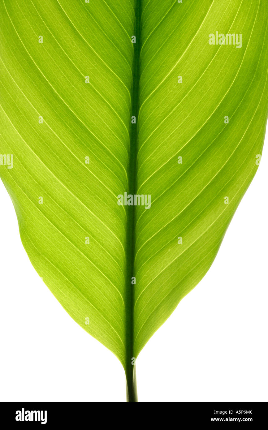 Peace Lily Leaf Stock Photo - Alamy