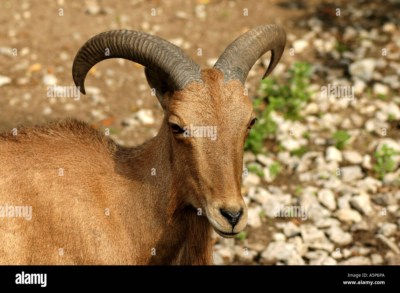 Ammotragus lervia Barbary Sheep also called Aoudad or Arrui Stock Photo ...