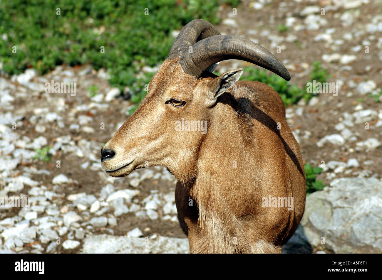 Ammotragus lervia Barbary Sheep also called Aoudad or Arrui Stock Photo ...