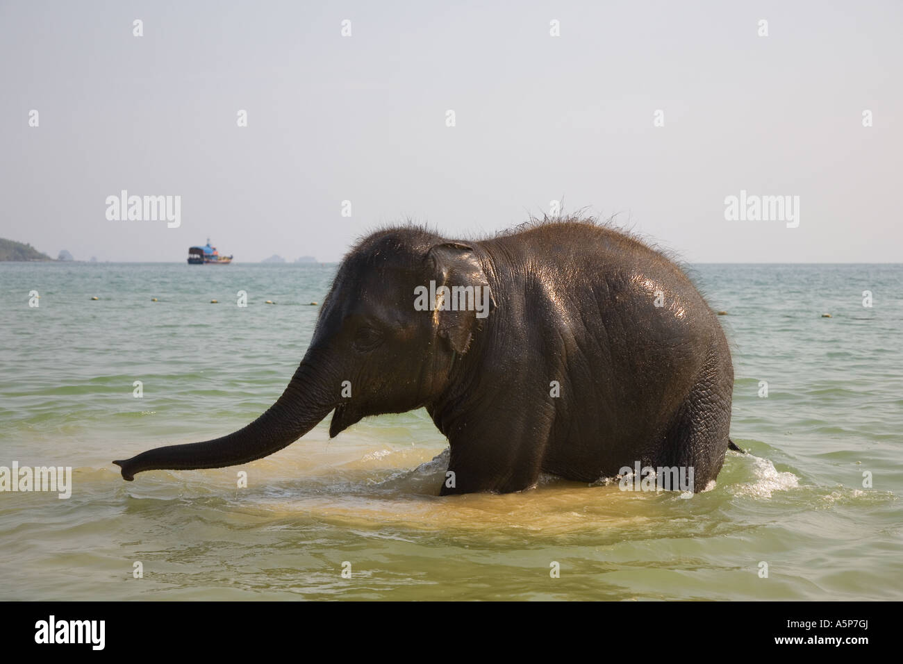 Young 4 year old Elephant 'Rara' bathing in the sea with mahoot, rider ...