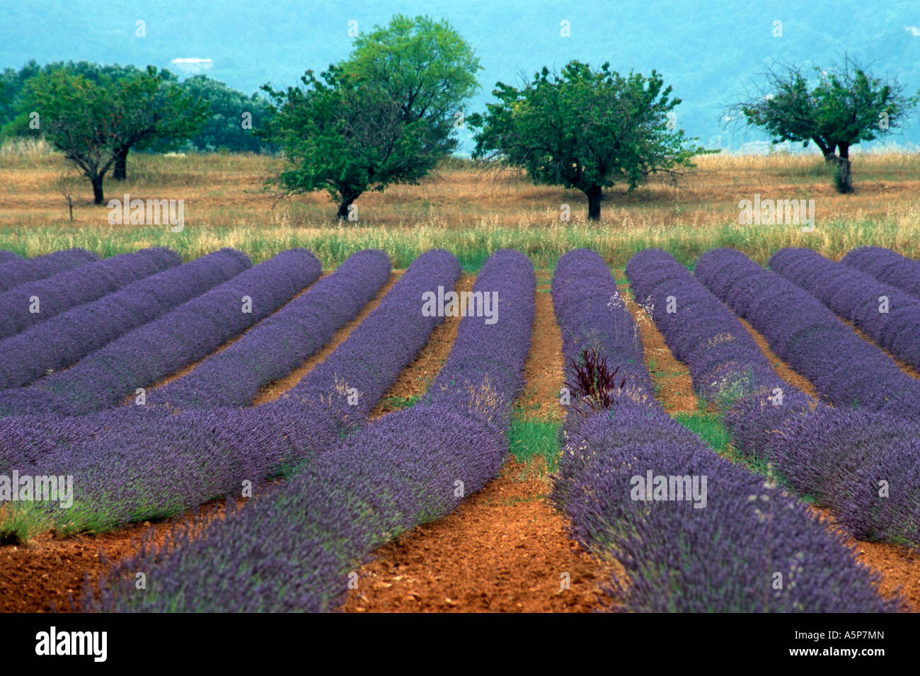 Lavender field Stock Photo - Alamy