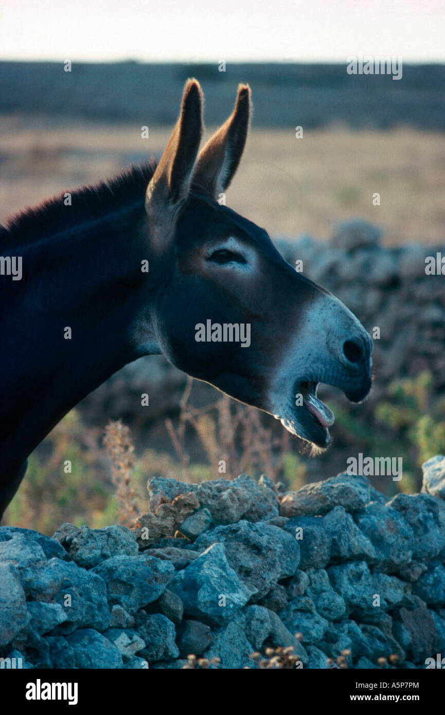 Balearic donkey hi-res stock photography and images - Alamy