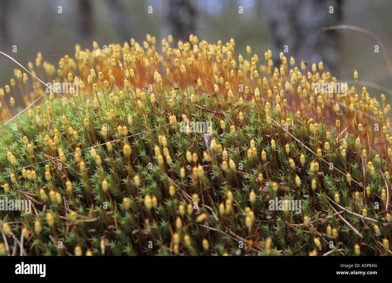 Moss Polytrichum in close-up Stock Photo - Alamy